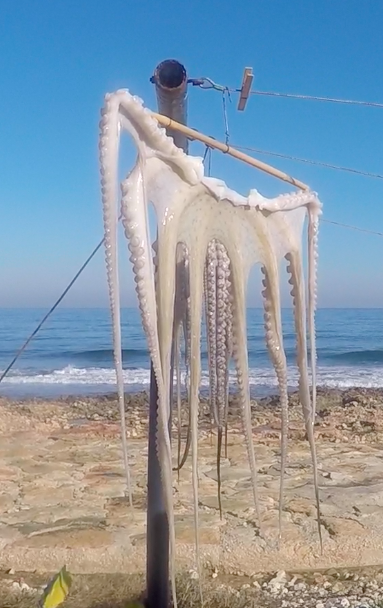 HOW TO BUTCHER AN OCTOPUS – The Wandering Wallys