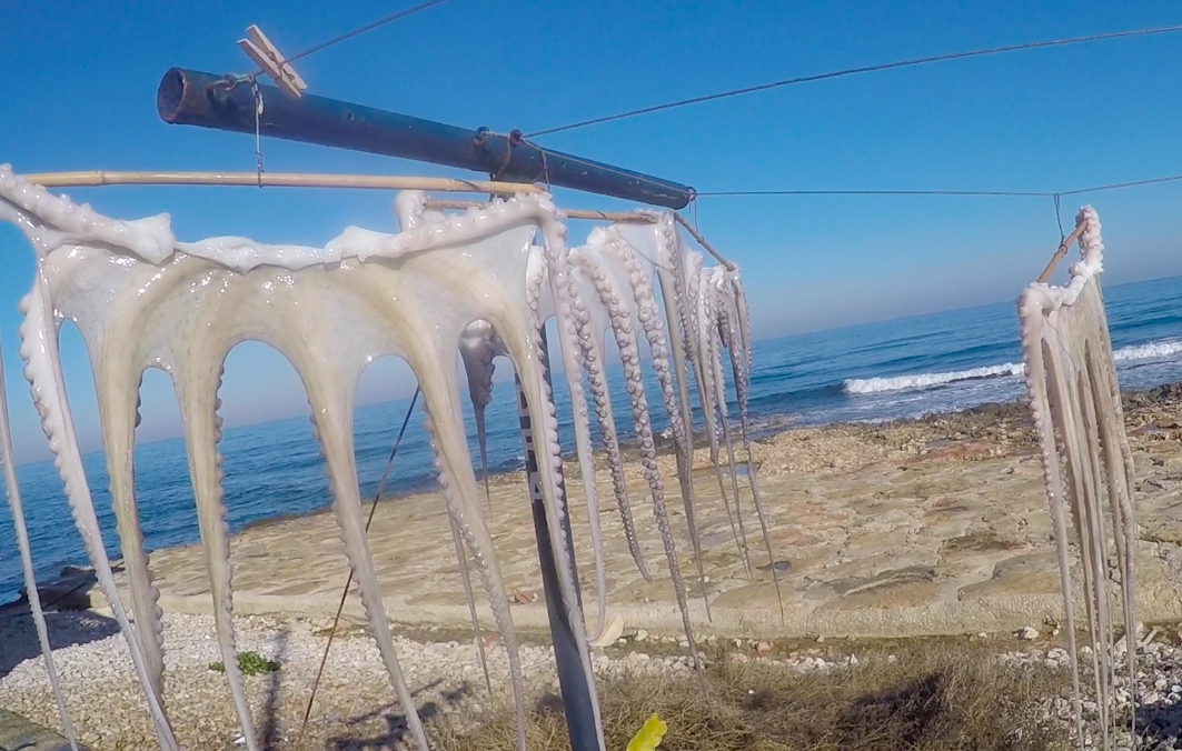 HOW TO BUTCHER AN OCTOPUS – The Wandering Wallys